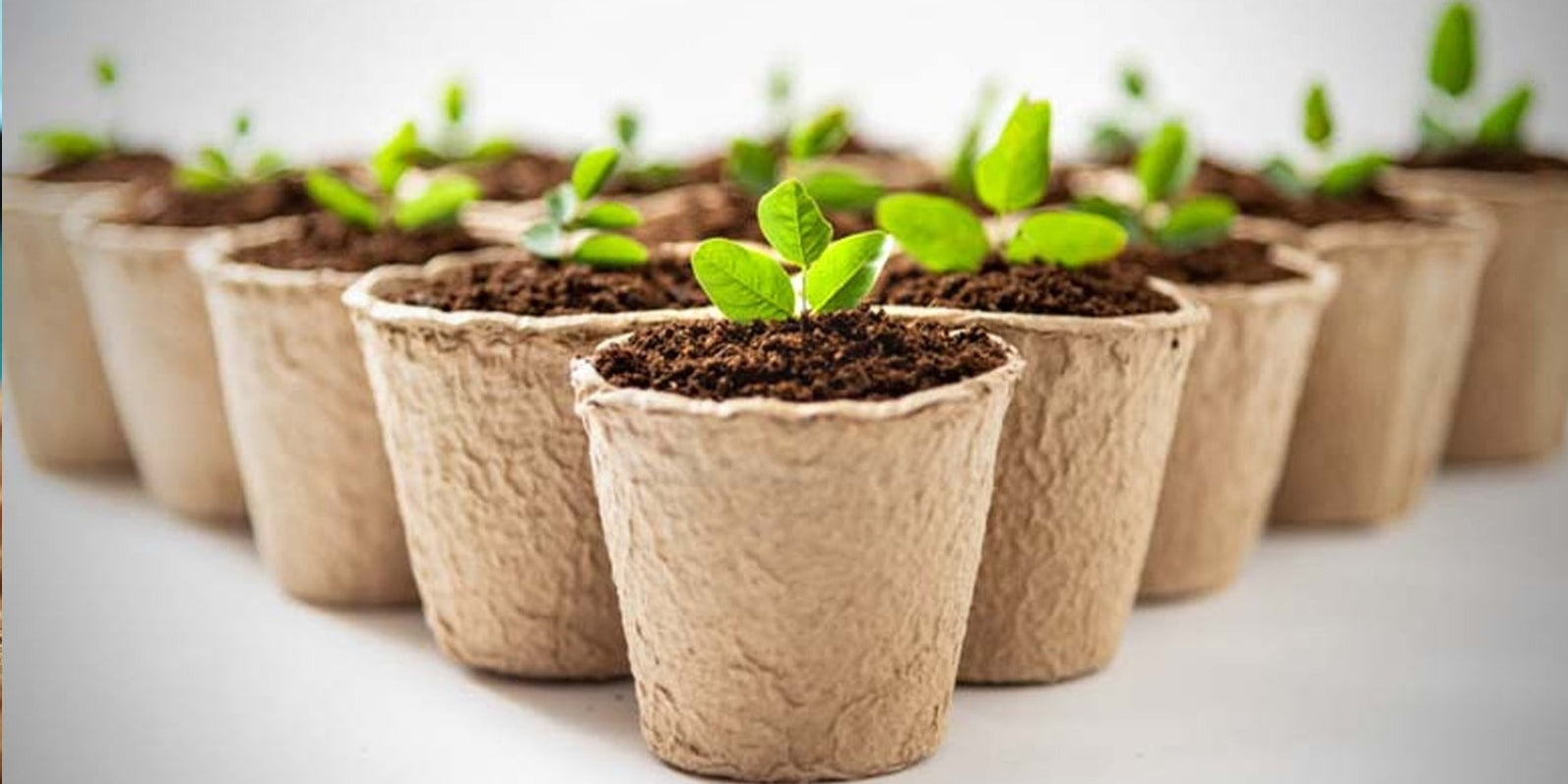 Biodegradable Seed Planters | Cocopot | Biodegradable Plant Containers ...