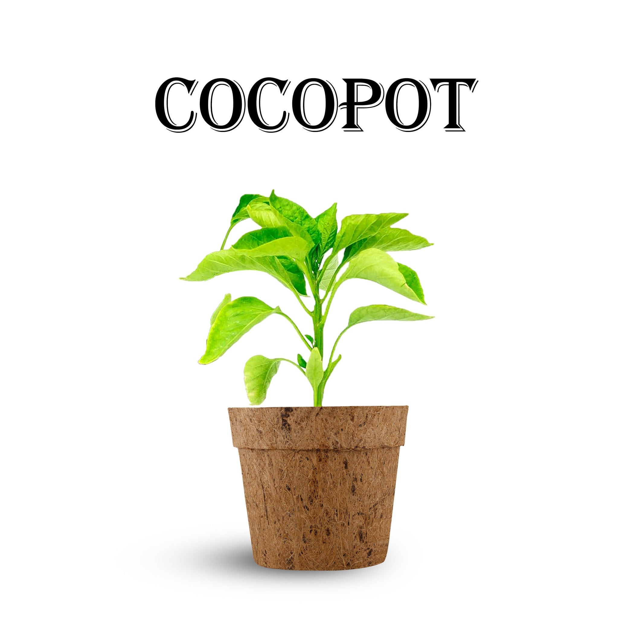 Giri - Coir Flower Pots | Coco Pots | Biodegradable Pots