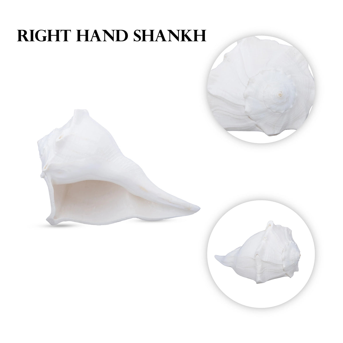 Giri - Blowing Shankh | Right Hand Shankh | Pooja Sangu