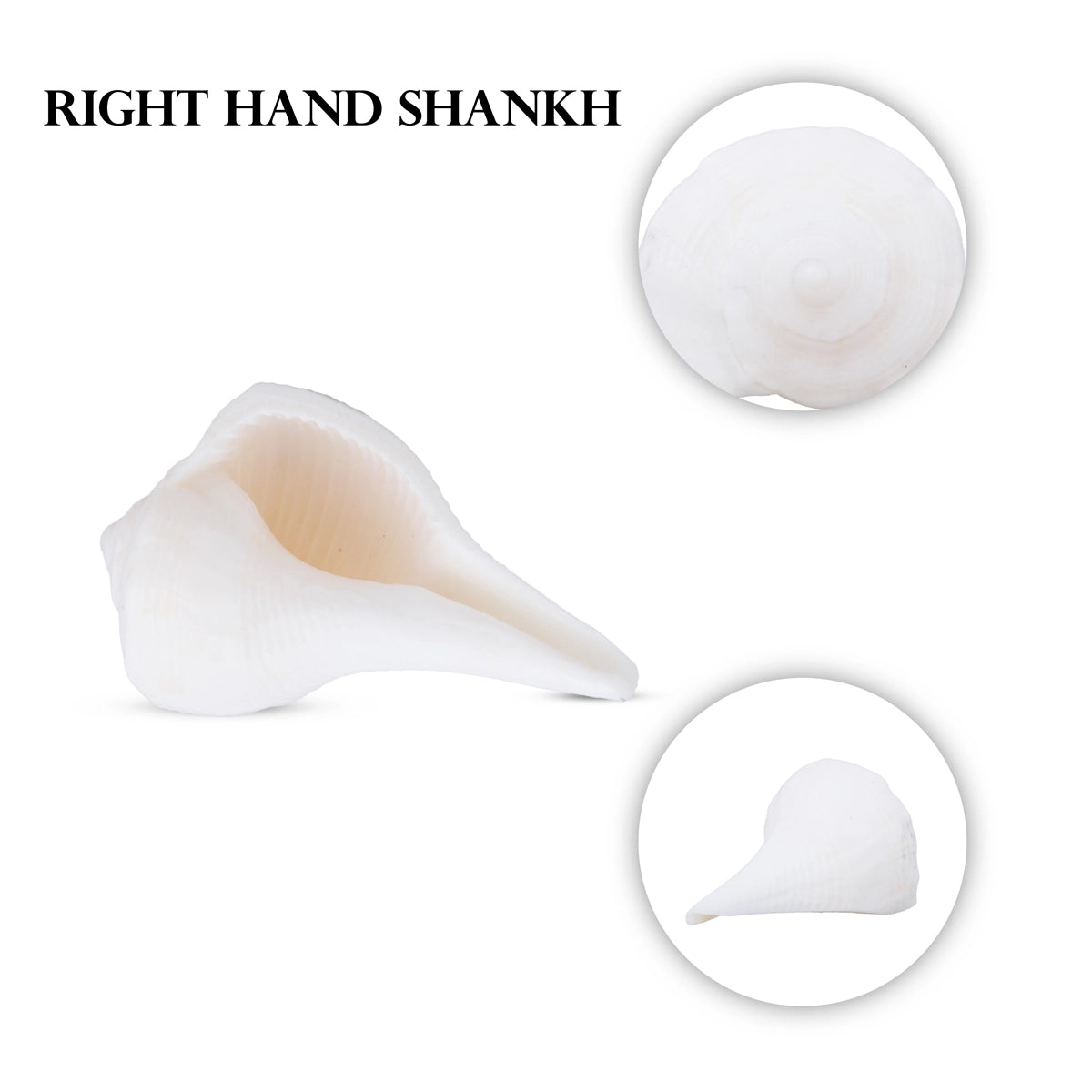 Giri - Blowing Shankh | Loud Blowing Shankh | Right Hand Shankh