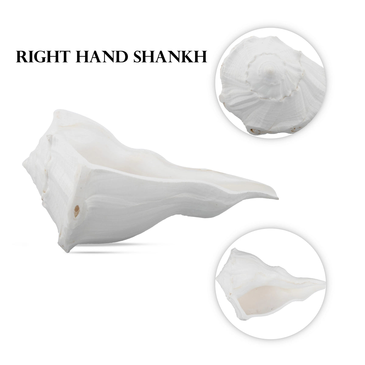 Giri - Blowing Shankh | Right Hand Shankh | Sangu