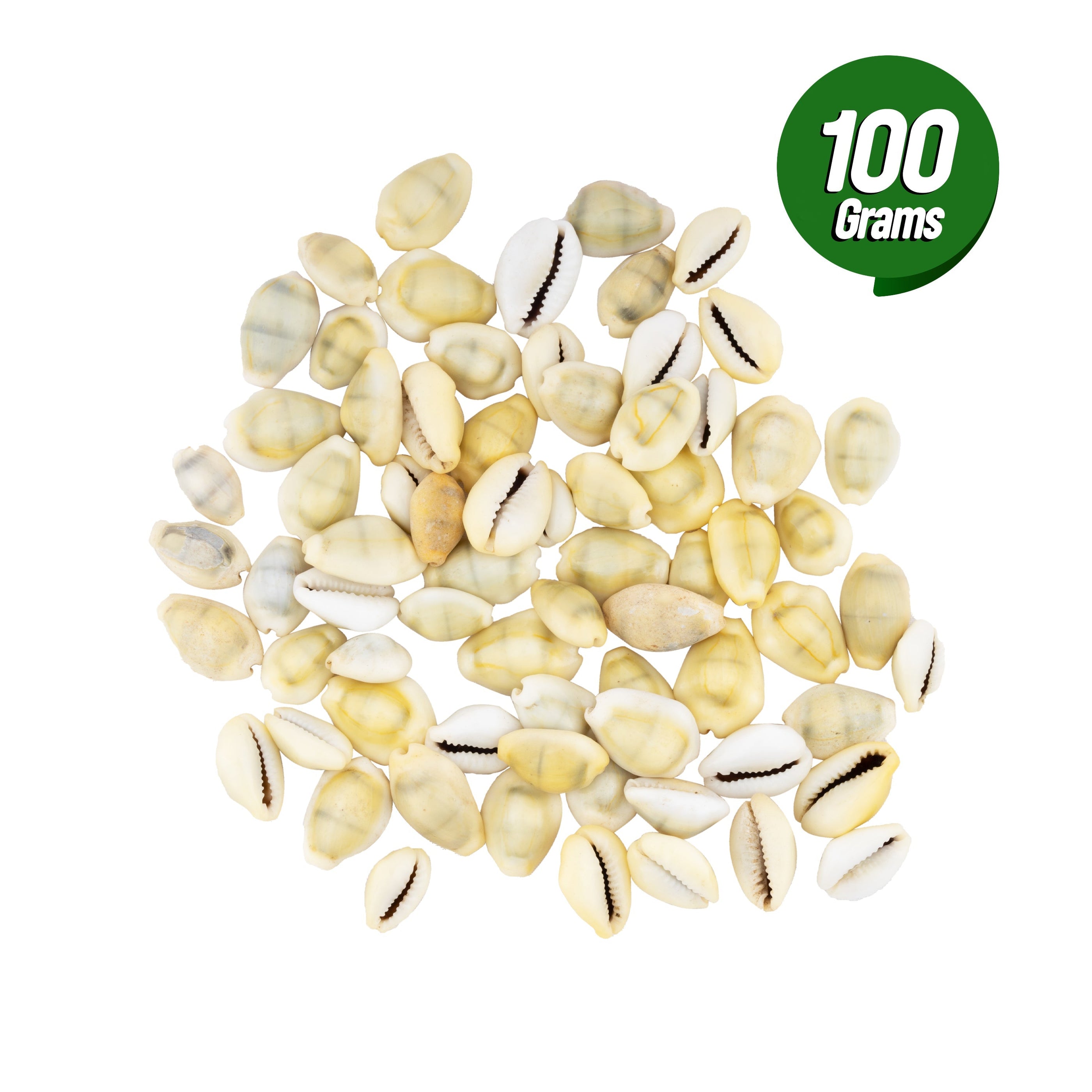 Giri - Sozhi | Cowrie Shells | kaudi