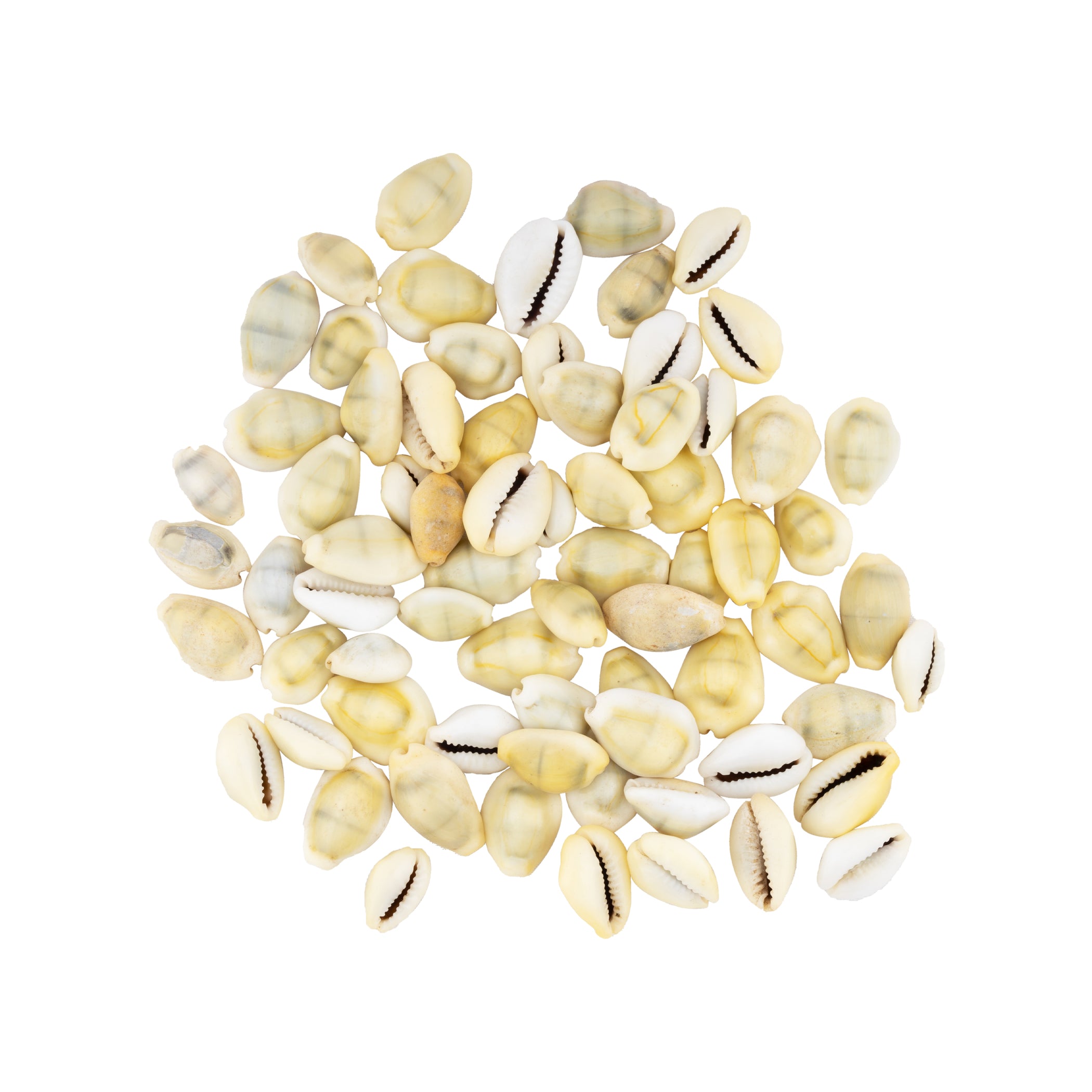 Giri - Sozhi | Cowrie Shells | kaudi