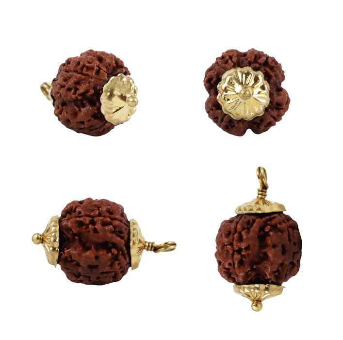 4 Mukhi Rudraksha | Nepali Rudraksha/ Golden Cup 4 Face Rudraksha/ Fou ...