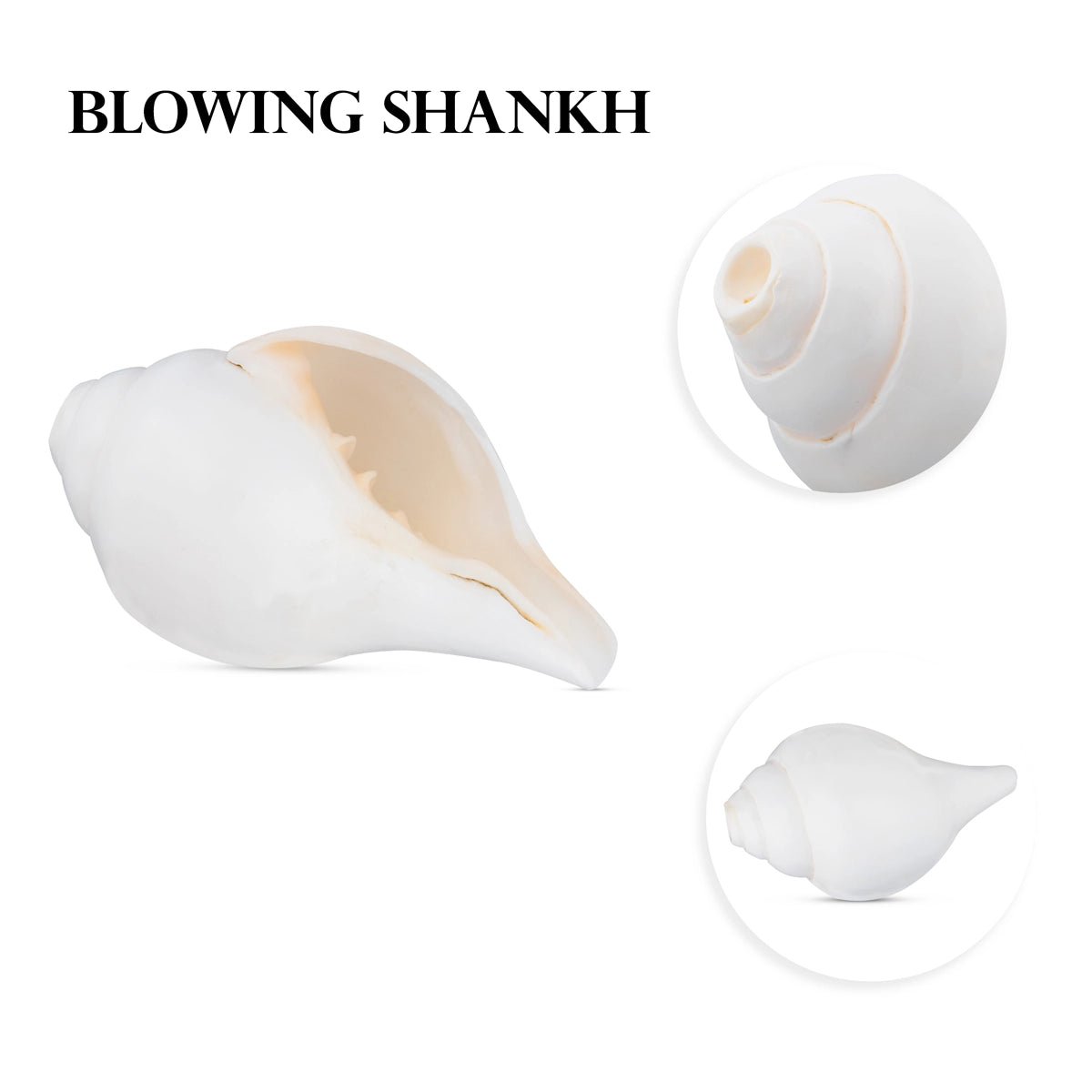 Giri - Natural Shankh | Blowing Shankh | Original Shankh