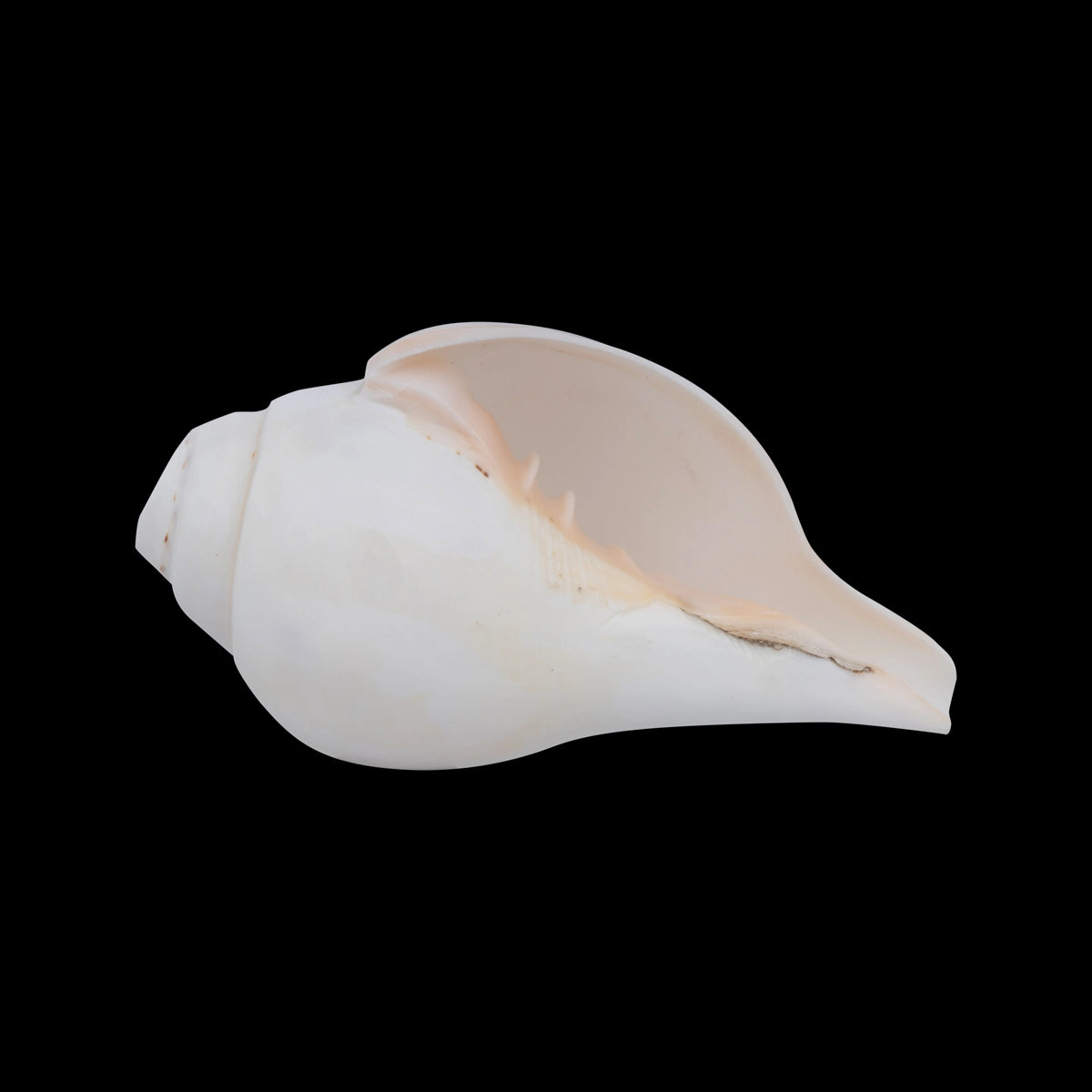 Giri - Blowing Shankh | Sangu | Shankh For Puja