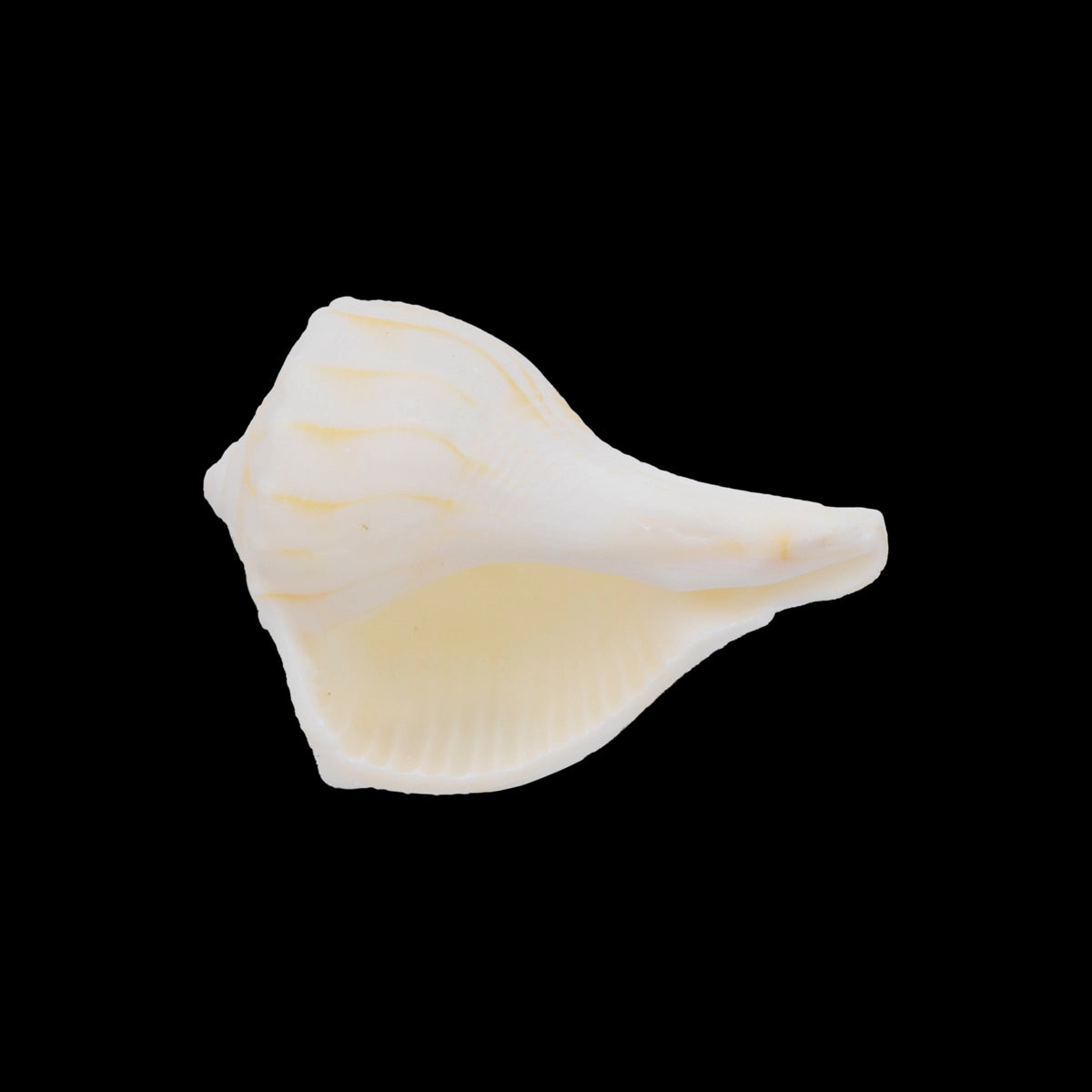 Giri - Blowing Shankh | Right Hand Conch | Sangu